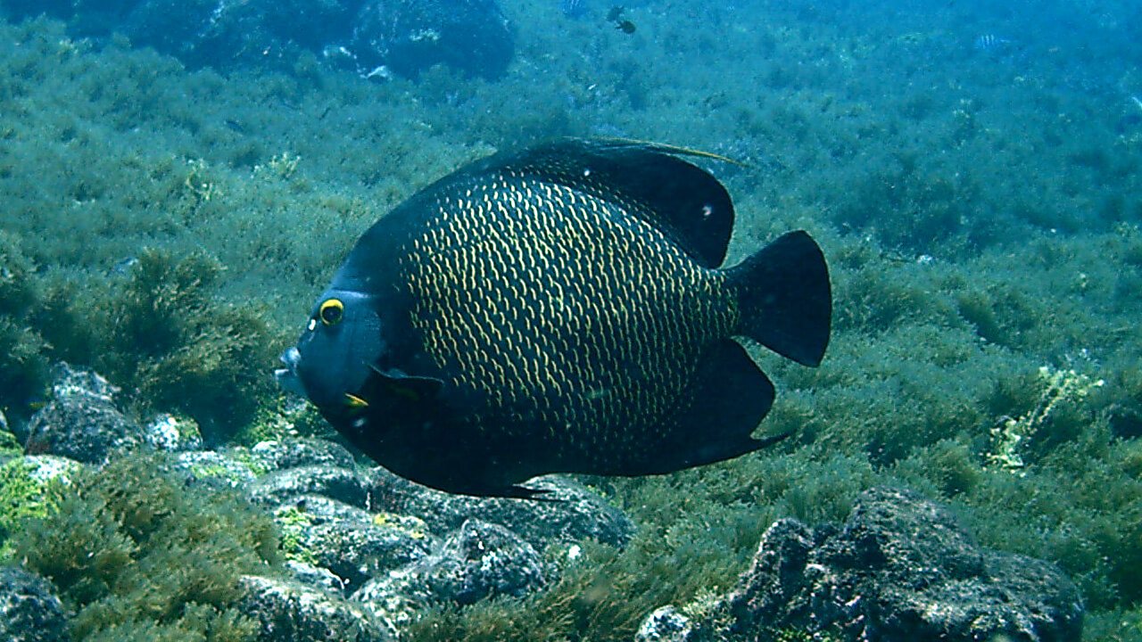 Peixes das Costa Brasileira - Livro único guia de peixes marinhos da ...