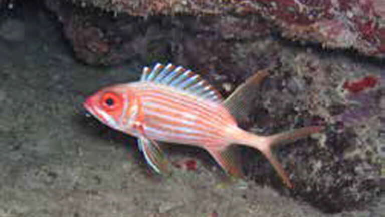 Peixes das Costa Brasileira - Livro único guia de peixes marinhos da ...